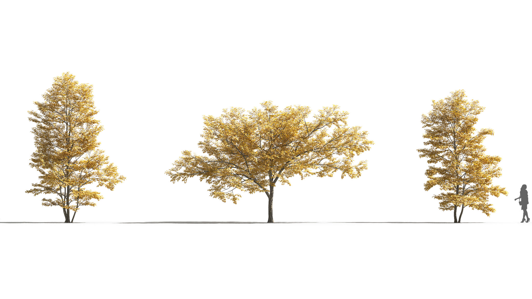 Maxtree Vol 11-new - DITIM 3DSMAX