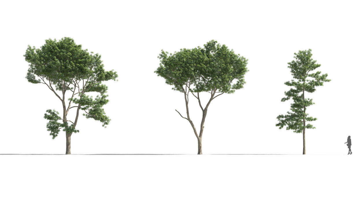 Maxtree Vol 11-new - DITIM 3DSMAX