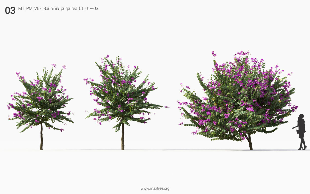 Maxtree Vol 67 - DITIM 3DSMAX