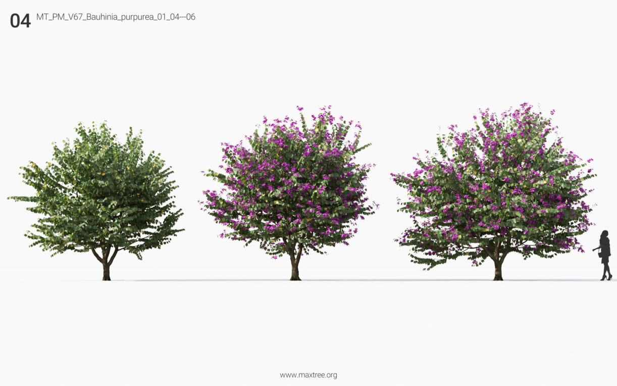 Maxtree Vol 67 - DITIM 3DSMAX
