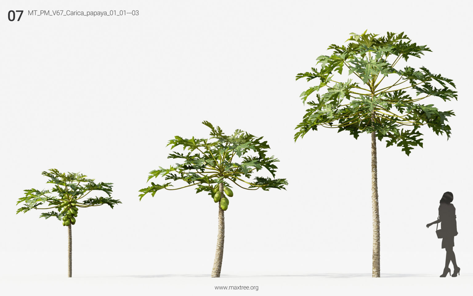 Maxtree Vol 67 - DITIM 3DSMAX