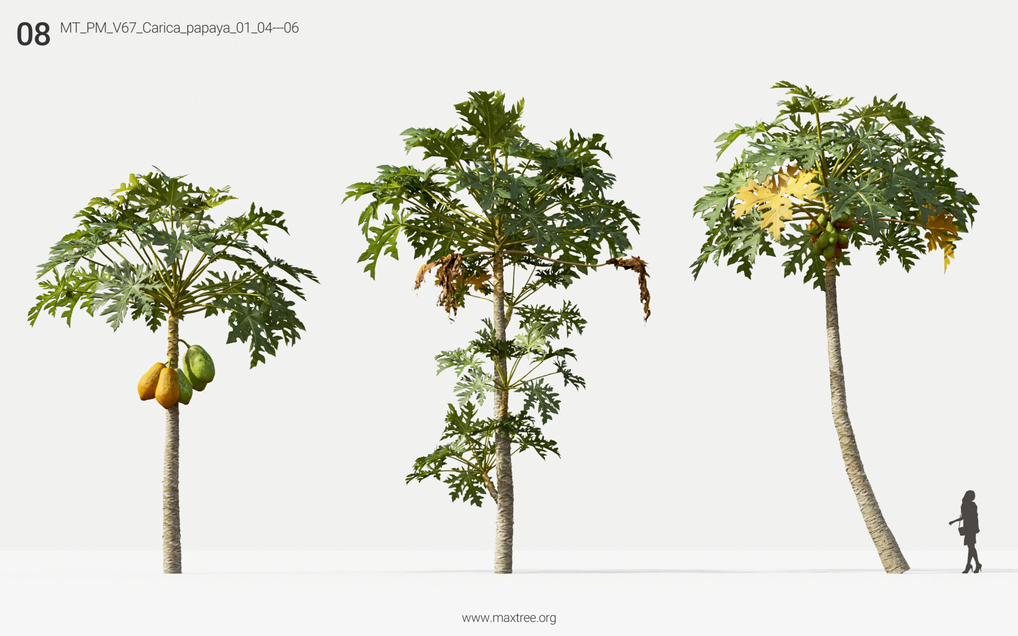 Maxtree Vol 67 - DITIM 3DSMAX