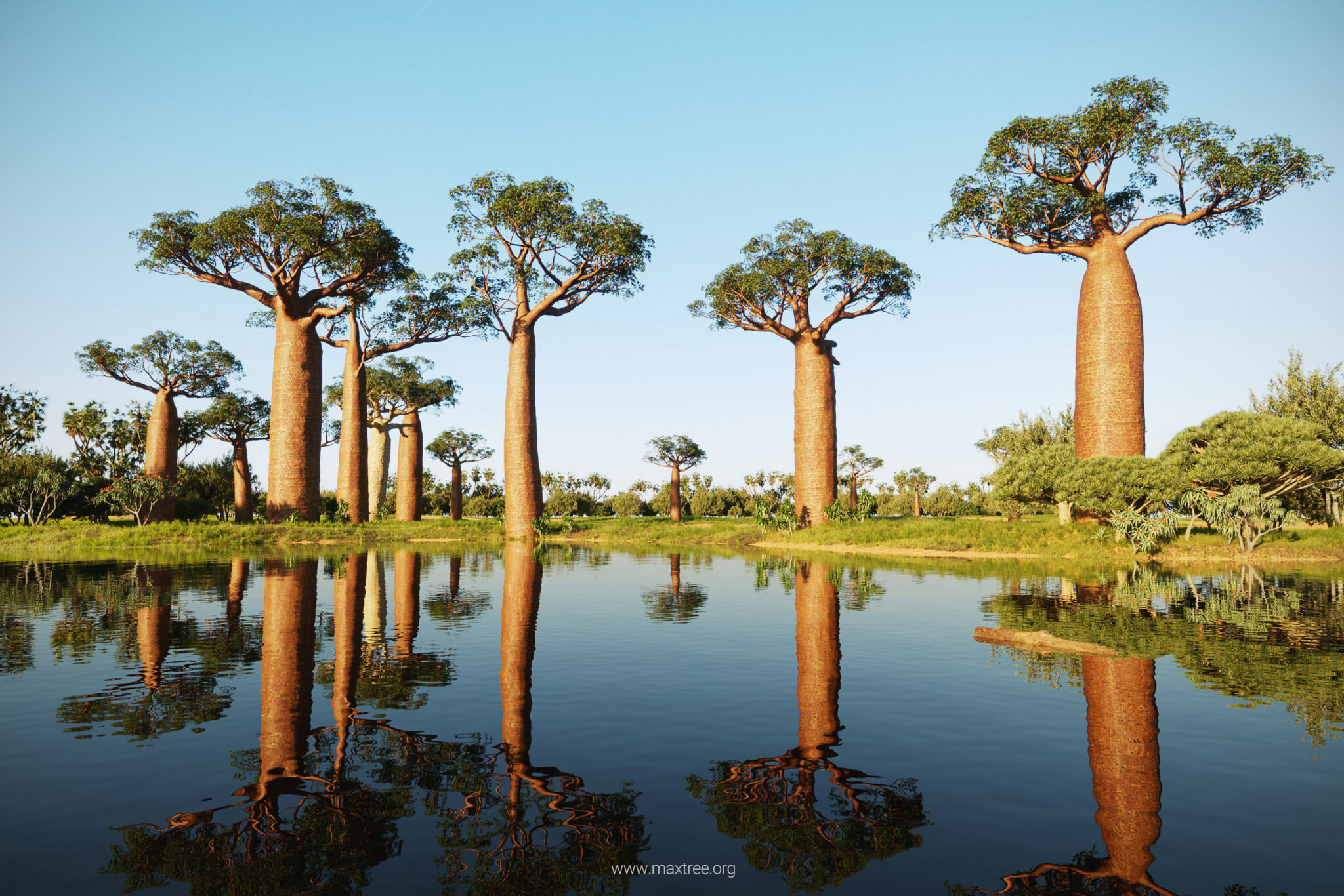 Maxtree Vol 71 - DITIM 3DSMAX