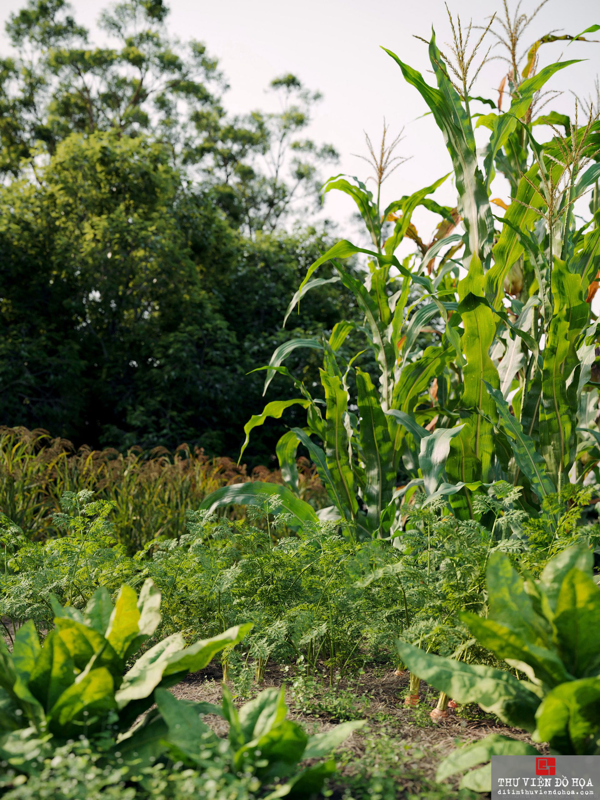 Maxtree Vol 93 new - DITIM 3DSMAX